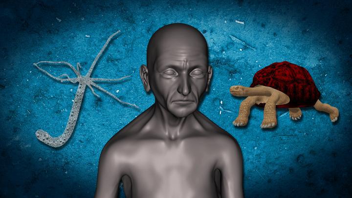 Senescence study: Some animals get better with age, Nature report shows.