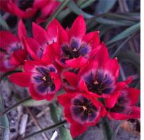 How to avoid tulip heartbreak.