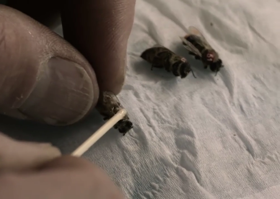 Honey bee algorithm builds a faster internet (VIDEO).