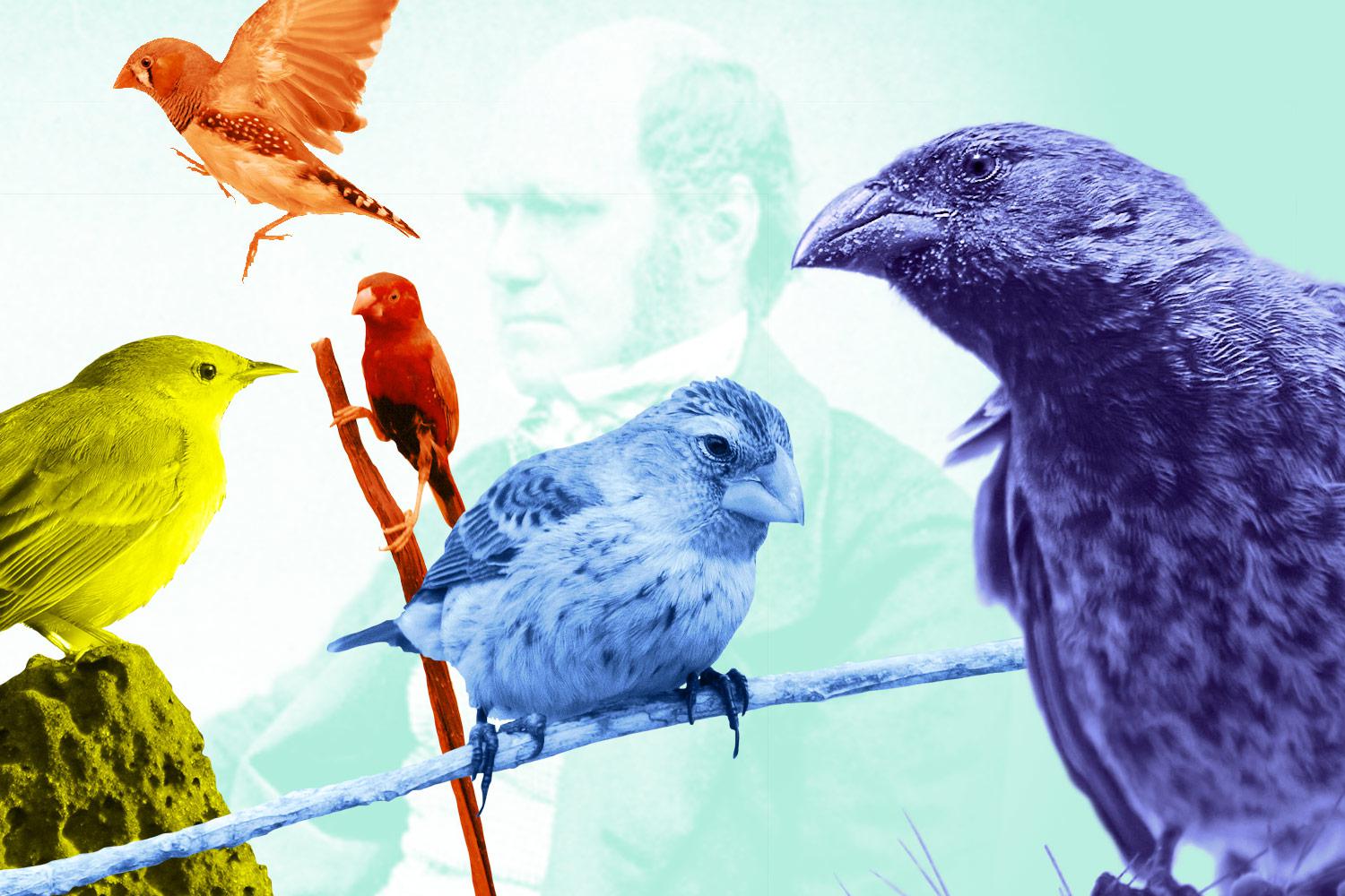 Anti-evolution bills to teach creationism have evolved.