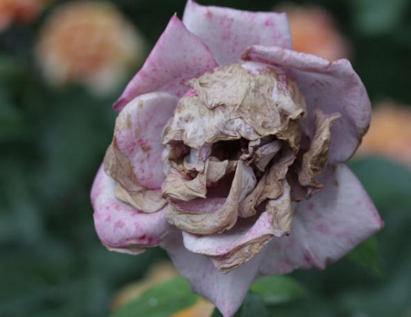 Skull flower: The perfect gift for Halloween (PHOTO).