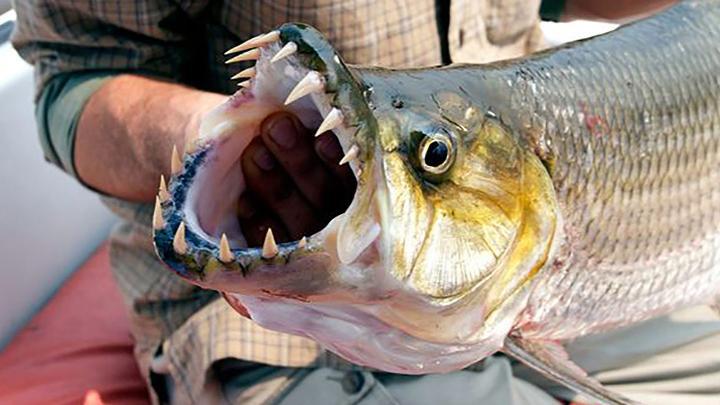 Fish catches bird in flight: Video footage shows African tigerfish ...