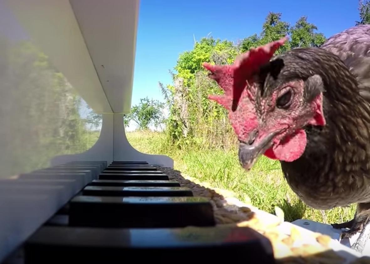 Igorrr got his pet chicken Patrick to play the piano (VIDEO).