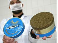 How do they harvest caviar?