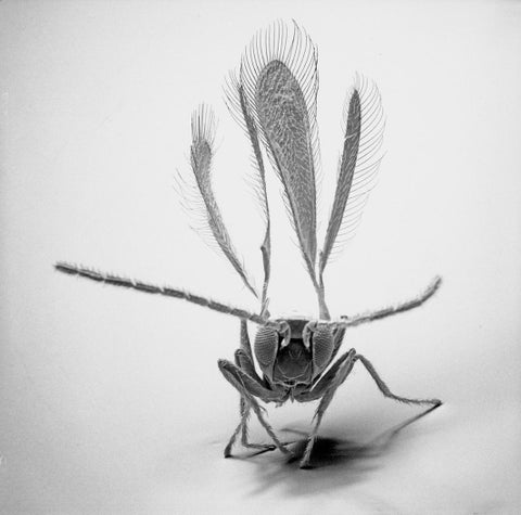 David M. Phillips photographs insects with an electron microscope in ...