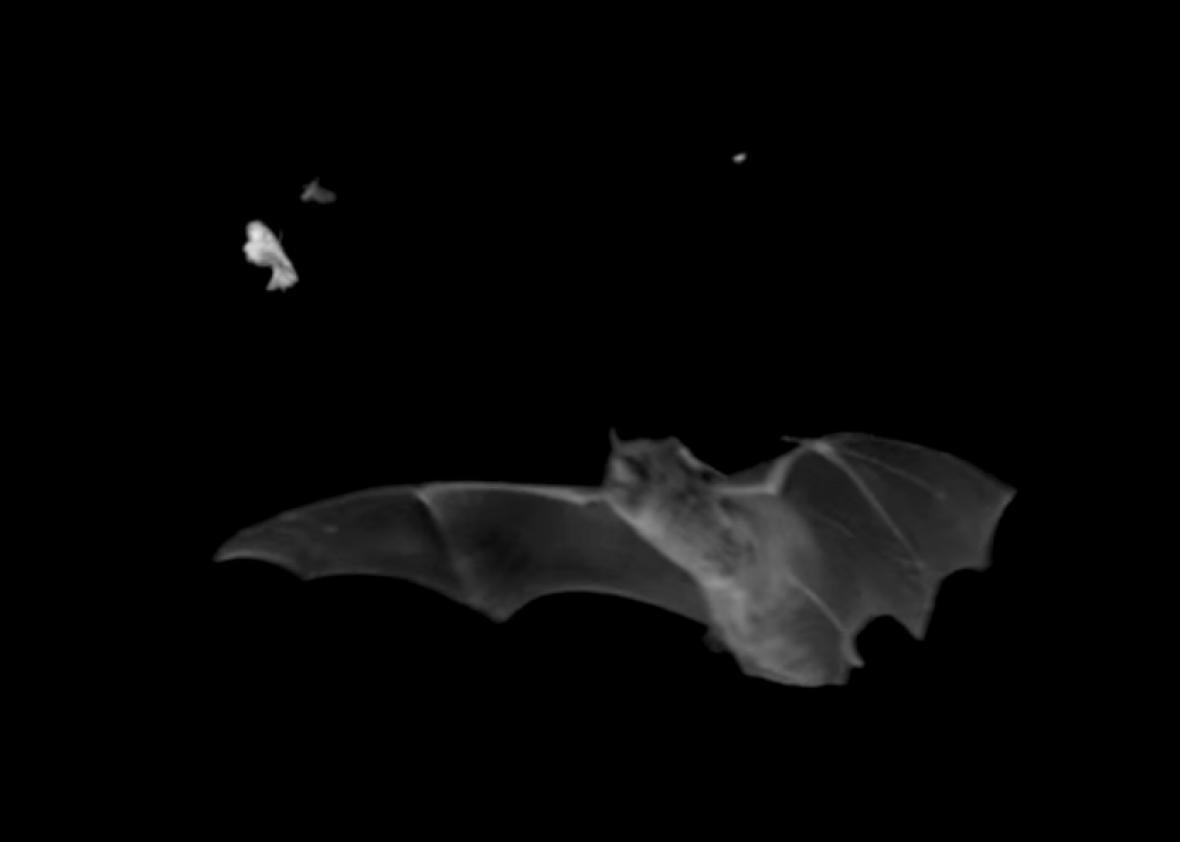A captivating slow-mo video of bats catching and eating moths. (VIDEO)