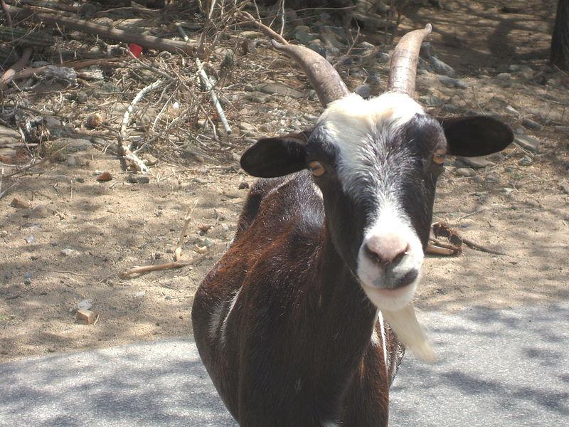 Goats yelling like humans: Why do goats yell like that? We asked the ...