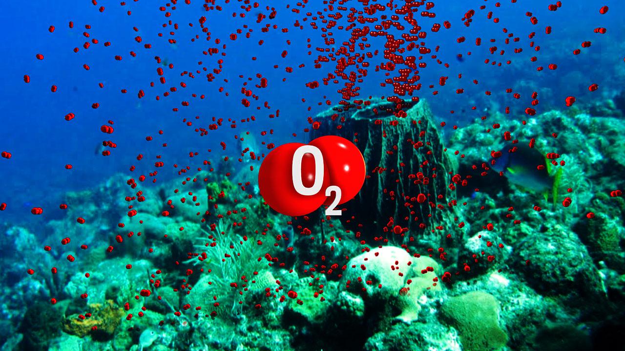 First animal on Earth: Did the sea sponge prompt an explosion in early ...