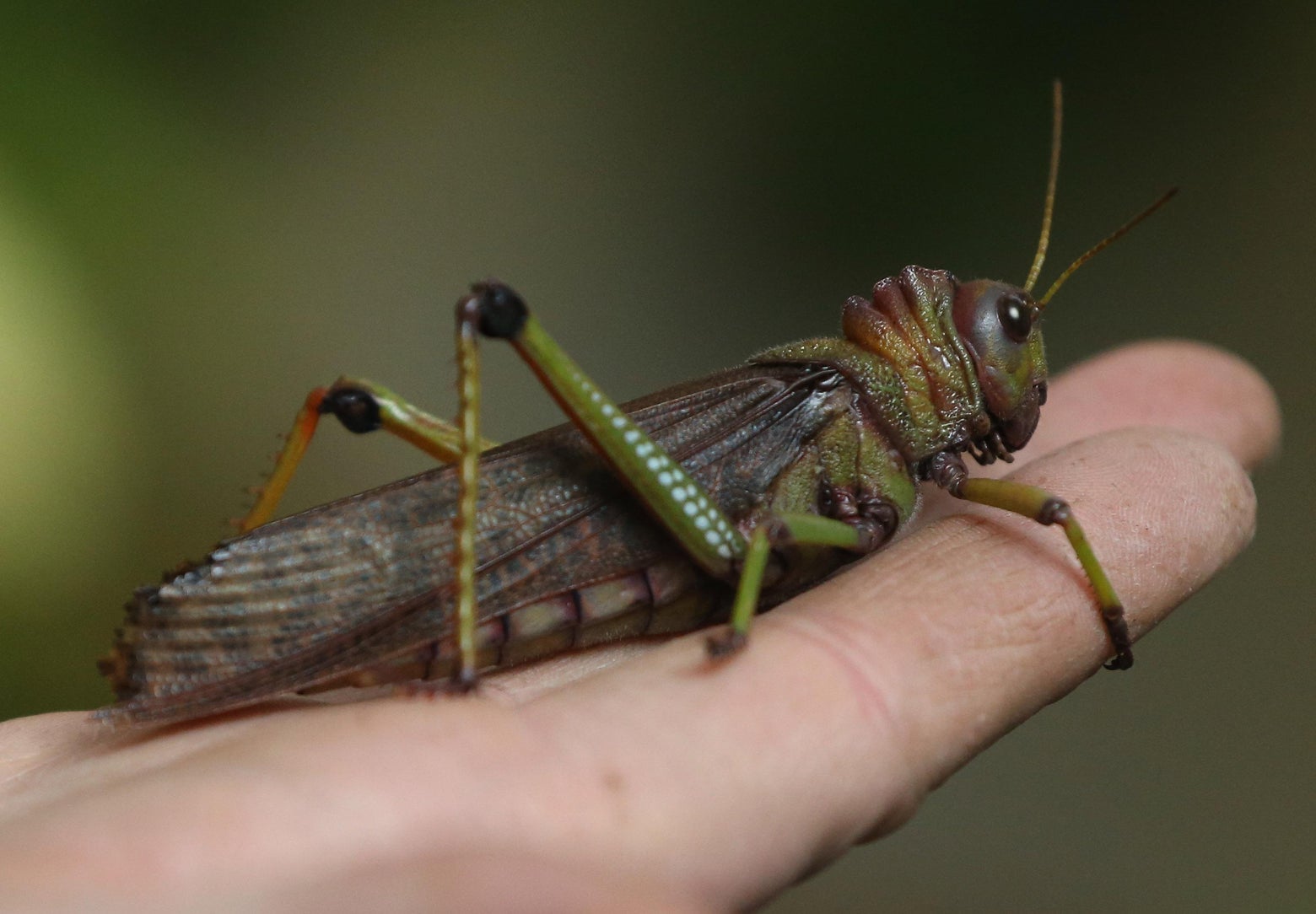 U.N. wants you to eat more bugs.