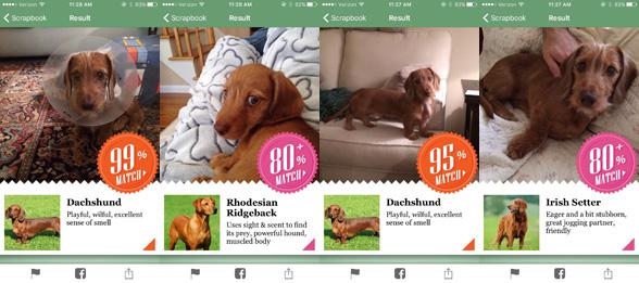 Microsoft Garage releases experimental Fetch! app that identifies dog ...