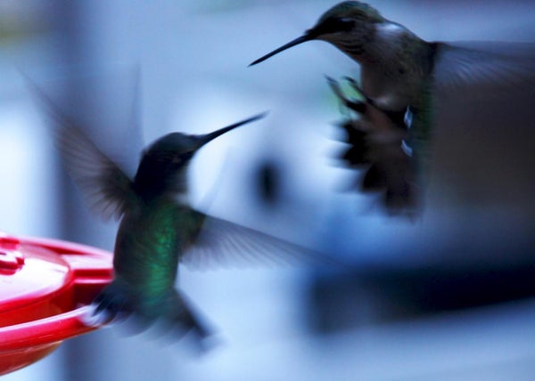 Hummingbird aggression: Fierce, deadly fights for territory, nectar ...