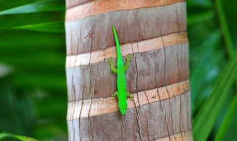 Lizard tails grow back: Regenerated tails aren’t the same as they are ...