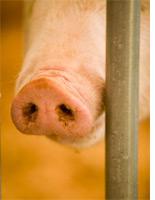 Is it safe to eat pork brains?