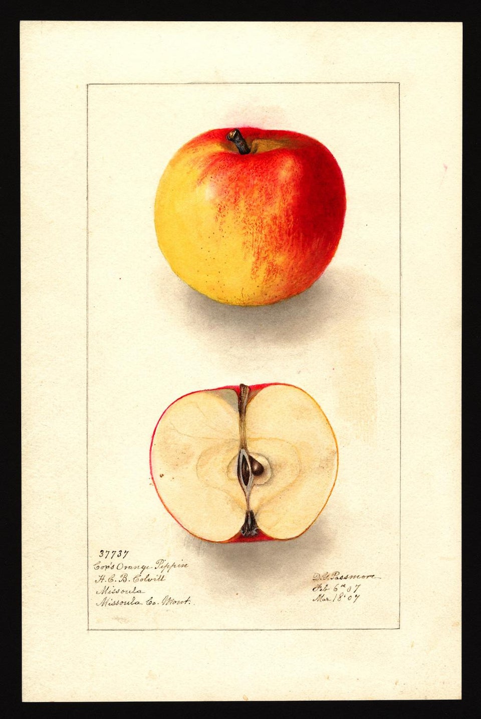 What did old apple varieties look like? Watercolors from the USDA library.