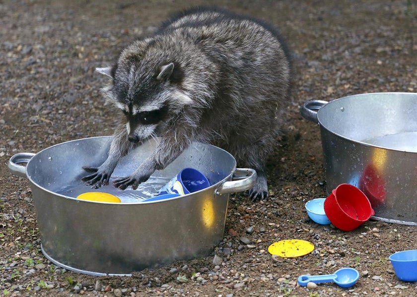 Great photos of animals from the summer of 2015