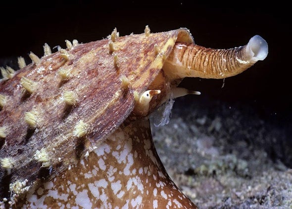 Cone snail attack: Insulin as a weapon (VIDEO).