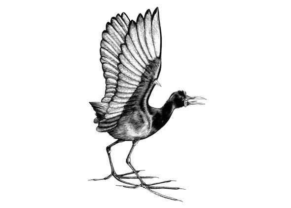 Why female Jacana birds do all the fighting while the males stay home ...