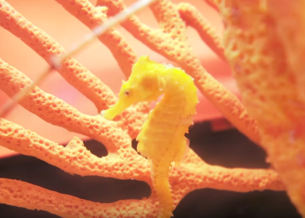 Cheeto the seahorse was rehabilitated and released by the Clearwater ...