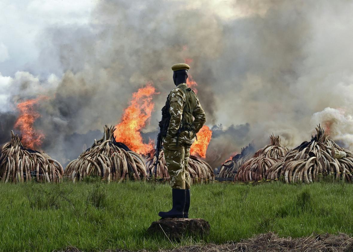 Watch Kenya set fire to 105 tons of elephant ivory.