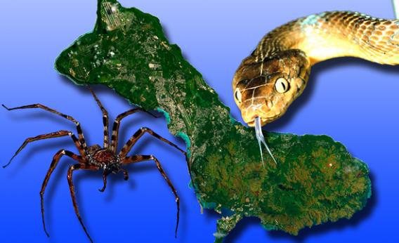 Guam's spider infestation due to invasive brown snakes.