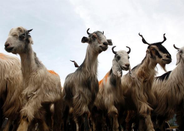 Goat intelligence: Video shows goats can complete complex tasks and ...