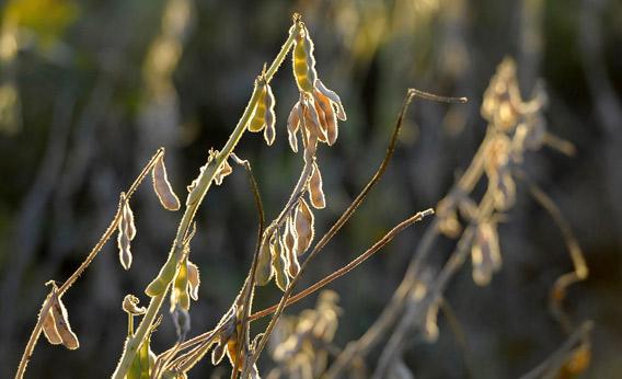 Plant Patent Law: Why overhauling it will do more to help the food ...