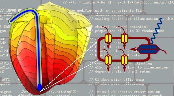 Stopping heart attacks with light: Optogenetics researchers see opsins ...