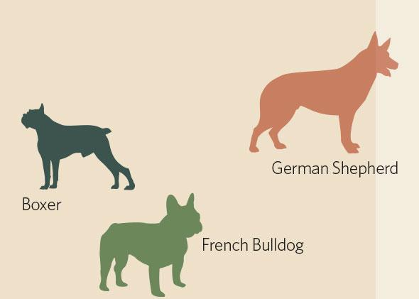 Big data dog graph: Popularity of dog breeds mapped against their ...
