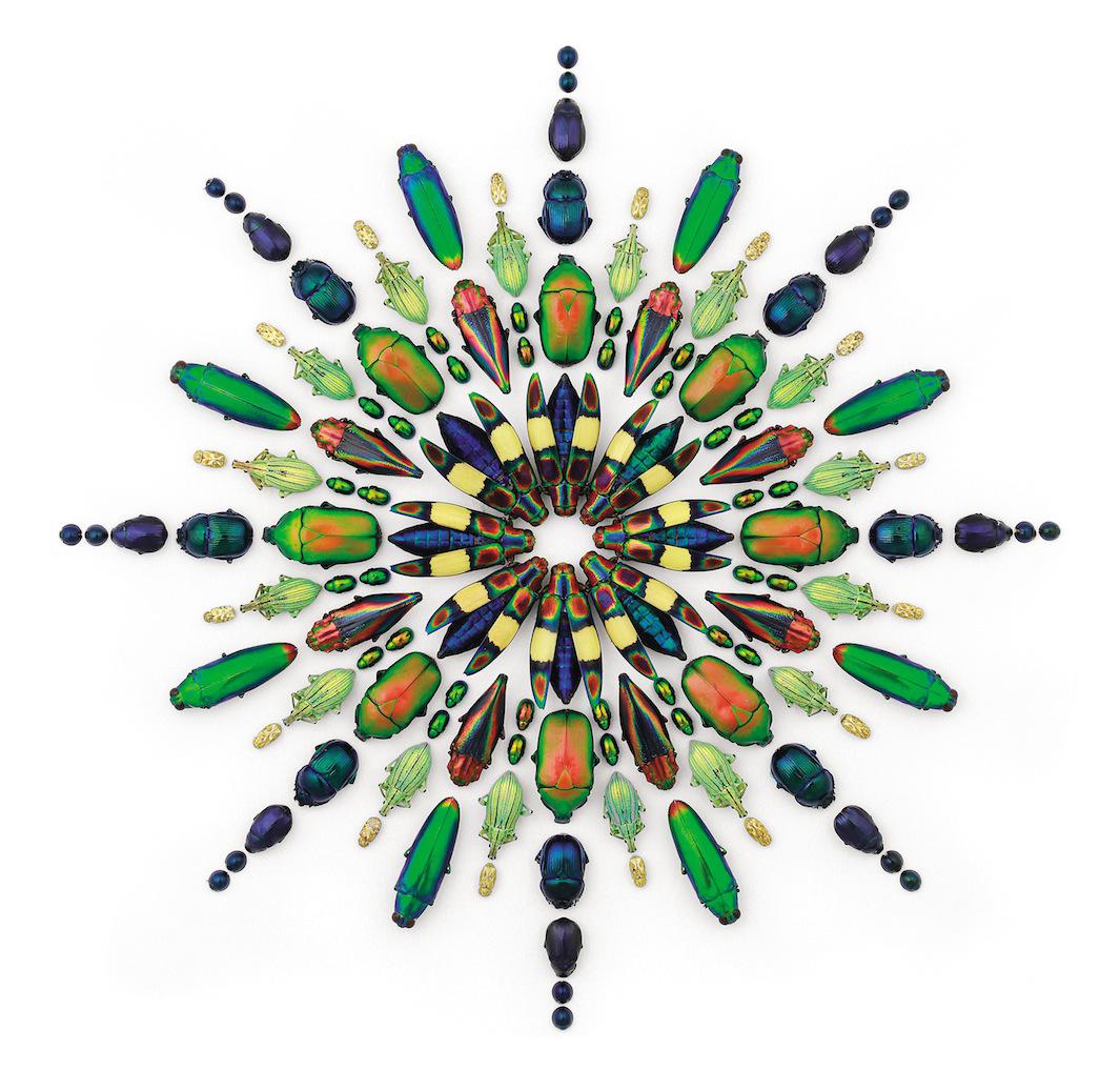 Christopher Marley photographs the natural world in his book, Biophilia.