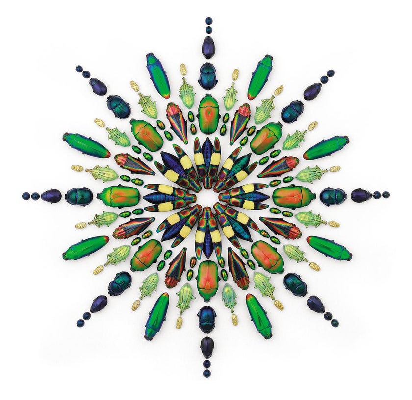 Christopher Marley photographs the natural world in his book, Biophilia.