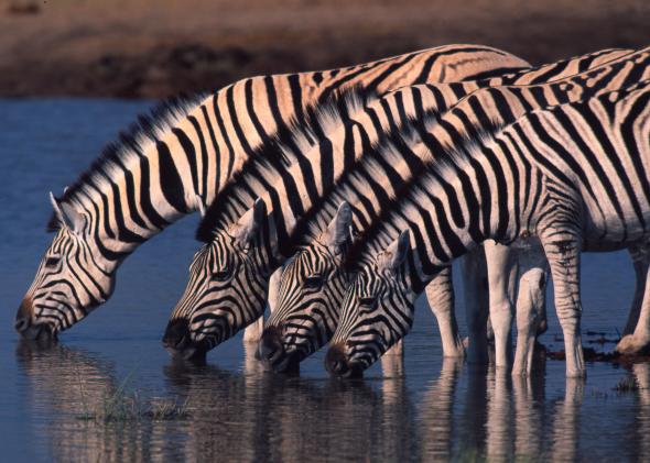 Longest wildlife migration: Africa’s zebras travel from Namibia to ...