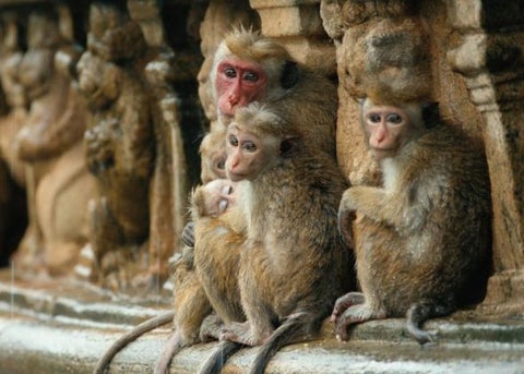 Monkey Kingdom and how nature and wildlife documentaries use ...