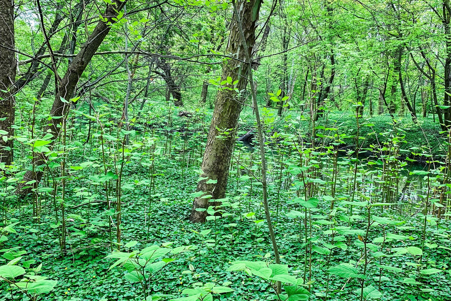 Japanese knotweed, the invasive plant that just won’t die.