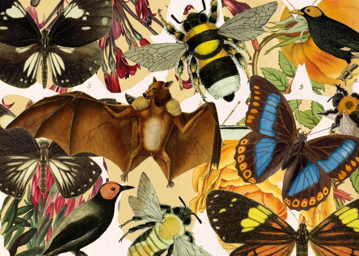 The Biodiversity Heritage Library made 2 million images free for public ...