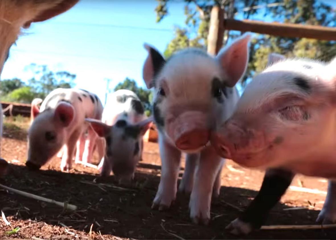 Adorable piglets play outside at an Australian farm sanctuary (VIDEO).