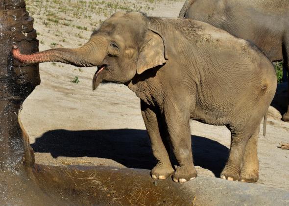 Elephant tuberculosis epidemic: Zoo and circus animals passing TB to ...