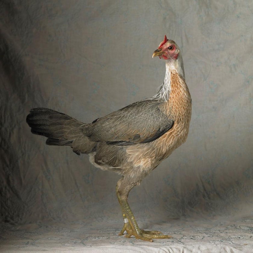 Tamara Staples: "The Magnificent Chicken" examines varieties of ...