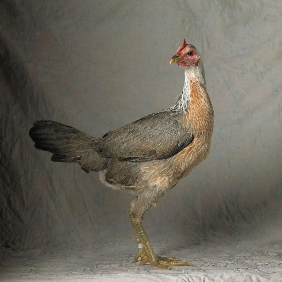 Tamara Staples: "The Magnificent Chicken" examines varieties of ...