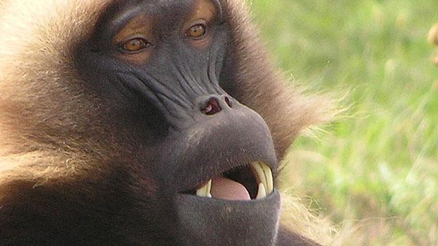 Primates sound like humans: Lip-smacking calls may be evolutionary link.
