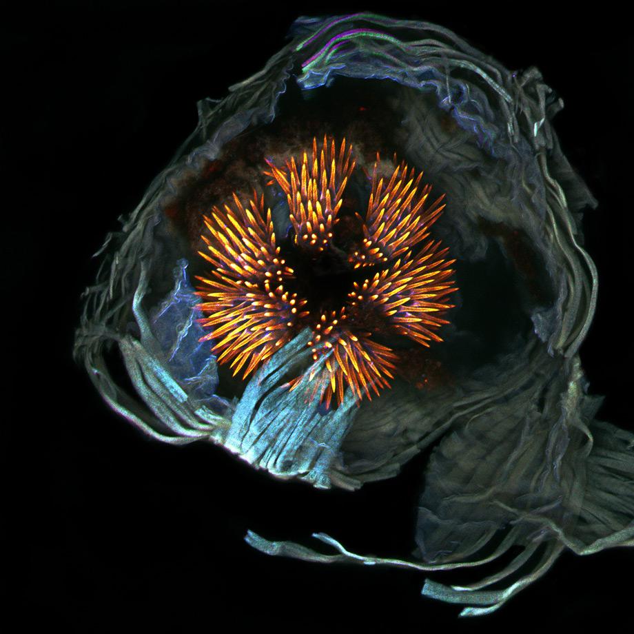 Nikon Small World competition: Photos of animal body parts.