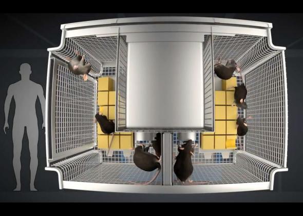 NASA rodent hotel: Rodent Research Facility will allow mice and rats to ...
