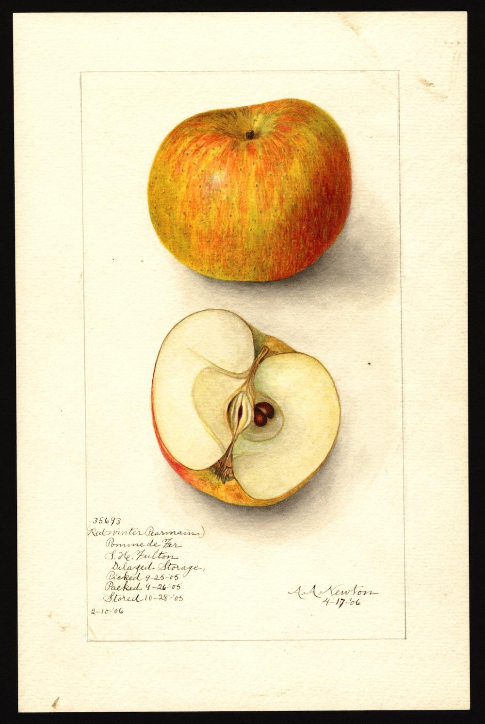 What did old apple varieties look like? Watercolors from the USDA library.