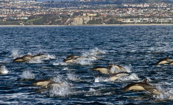 Dolphin stampede video: “Race” off California capture by whale watchers.