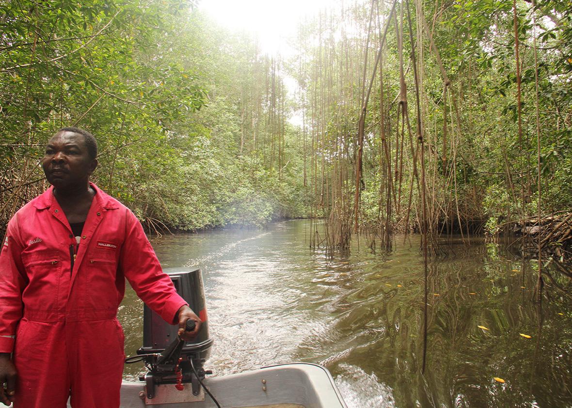 Can an endangered Mangrove forest in Congo be saved without further ...