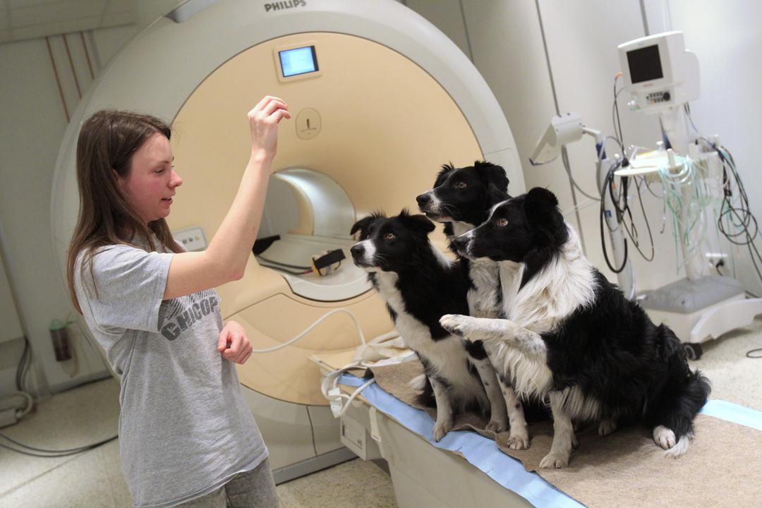 Inside the canine brain: MRIs show dogs can process human emotion.