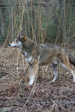 Red wolf recovery program: Will climate change destroy red wolf habitat?