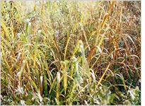 Good crop, bad crop.