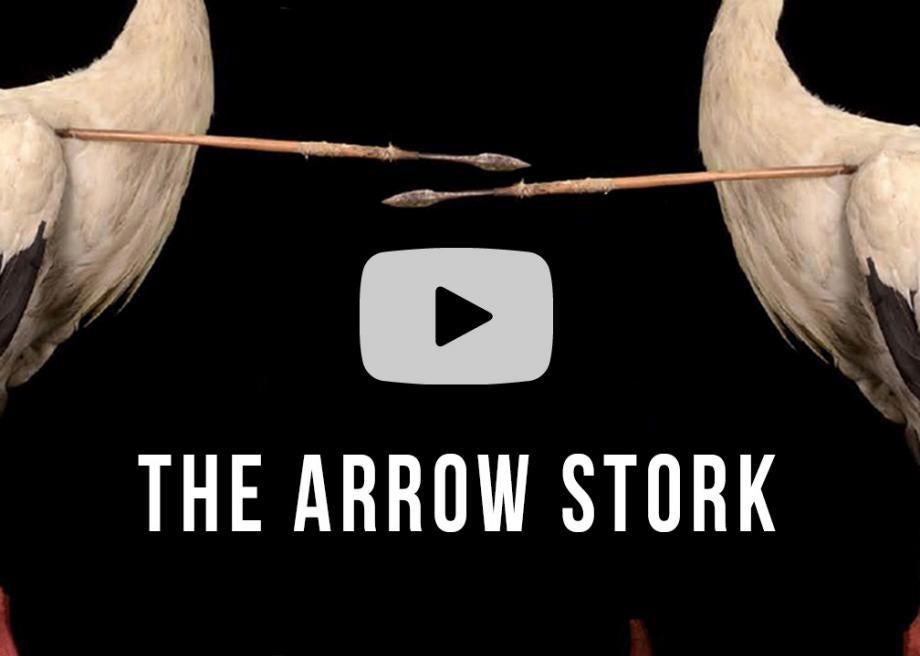 This Taxidermied Stork With an Arrow Through its Neck Helped Answer One ...