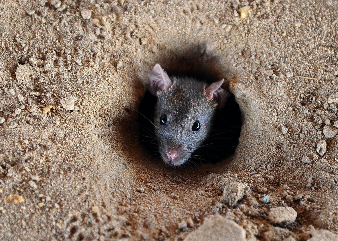 Irish bards were rat-killers, according to poetry and folklore.