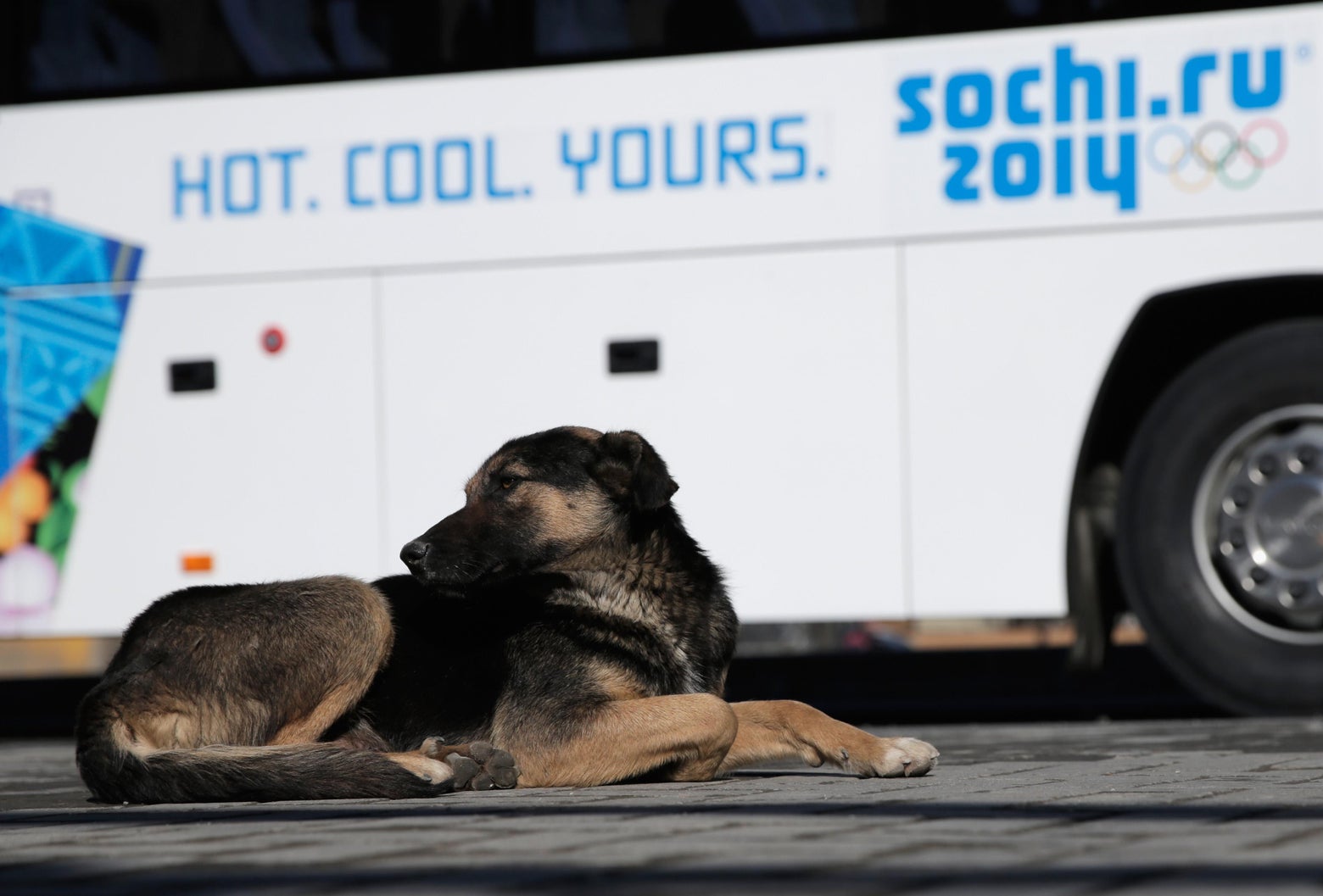 Russia's stray Sochi dogs are jerks.